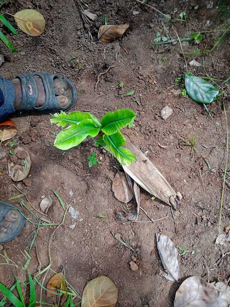 Bunchy Top disease in my plants - Pests and Problems - FarmNest India ...