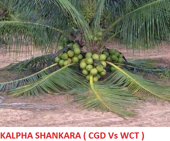 Dwarf Coconut Varieties In The Production Of Hybrid Coconut Farm ions FarmNest India 